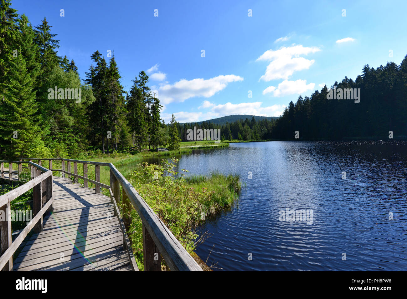 Pond in spruce forest hi-res stock photography and images - Alamy