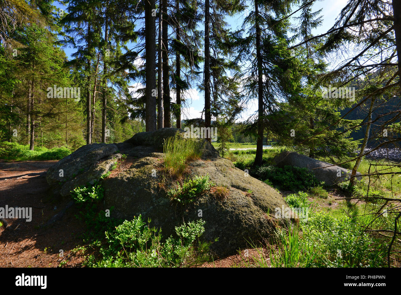 Pond in spruce forest hi-res stock photography and images - Alamy