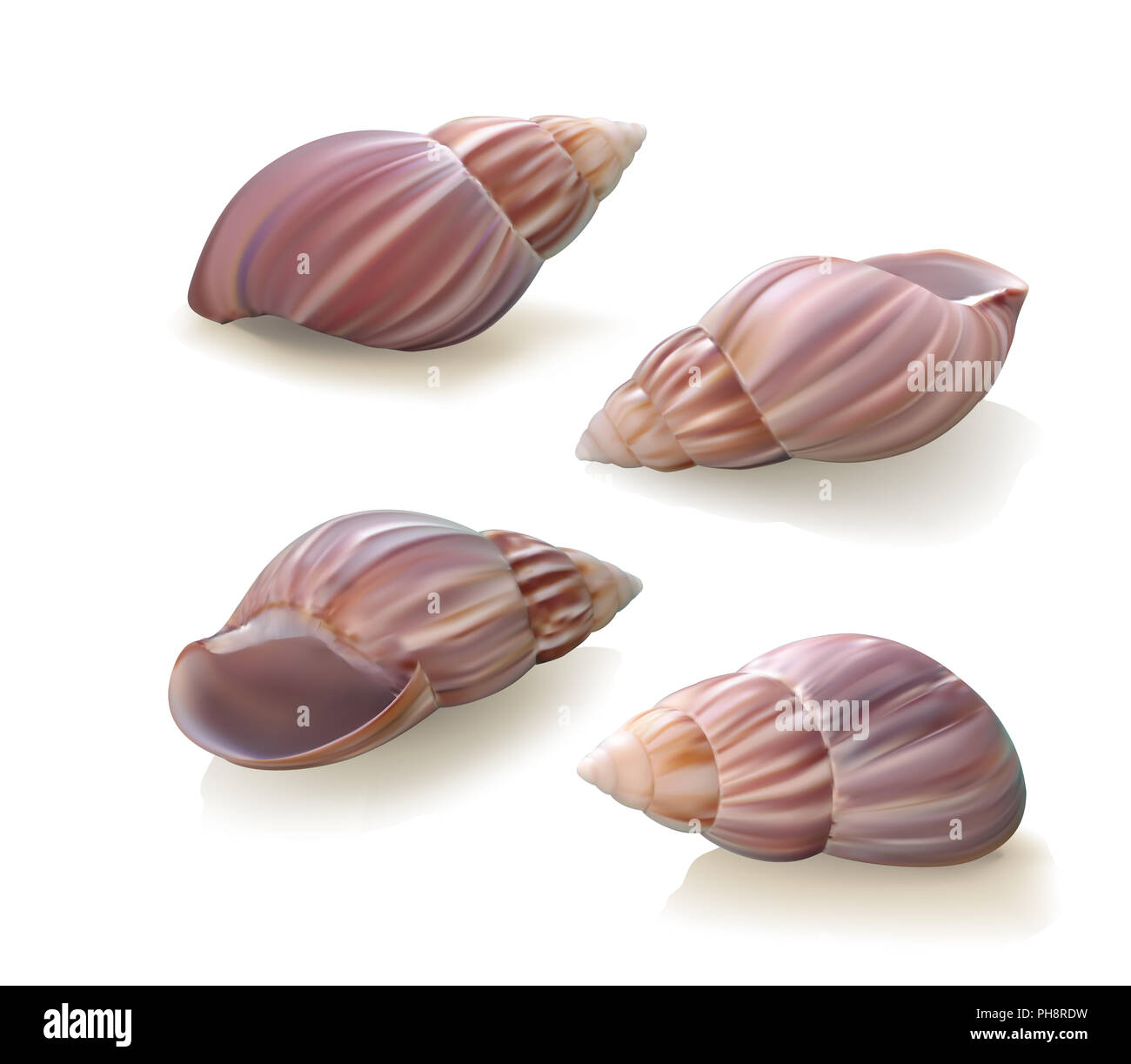 Pink seashells Cut Out Stock Images & Pictures - Alamy
