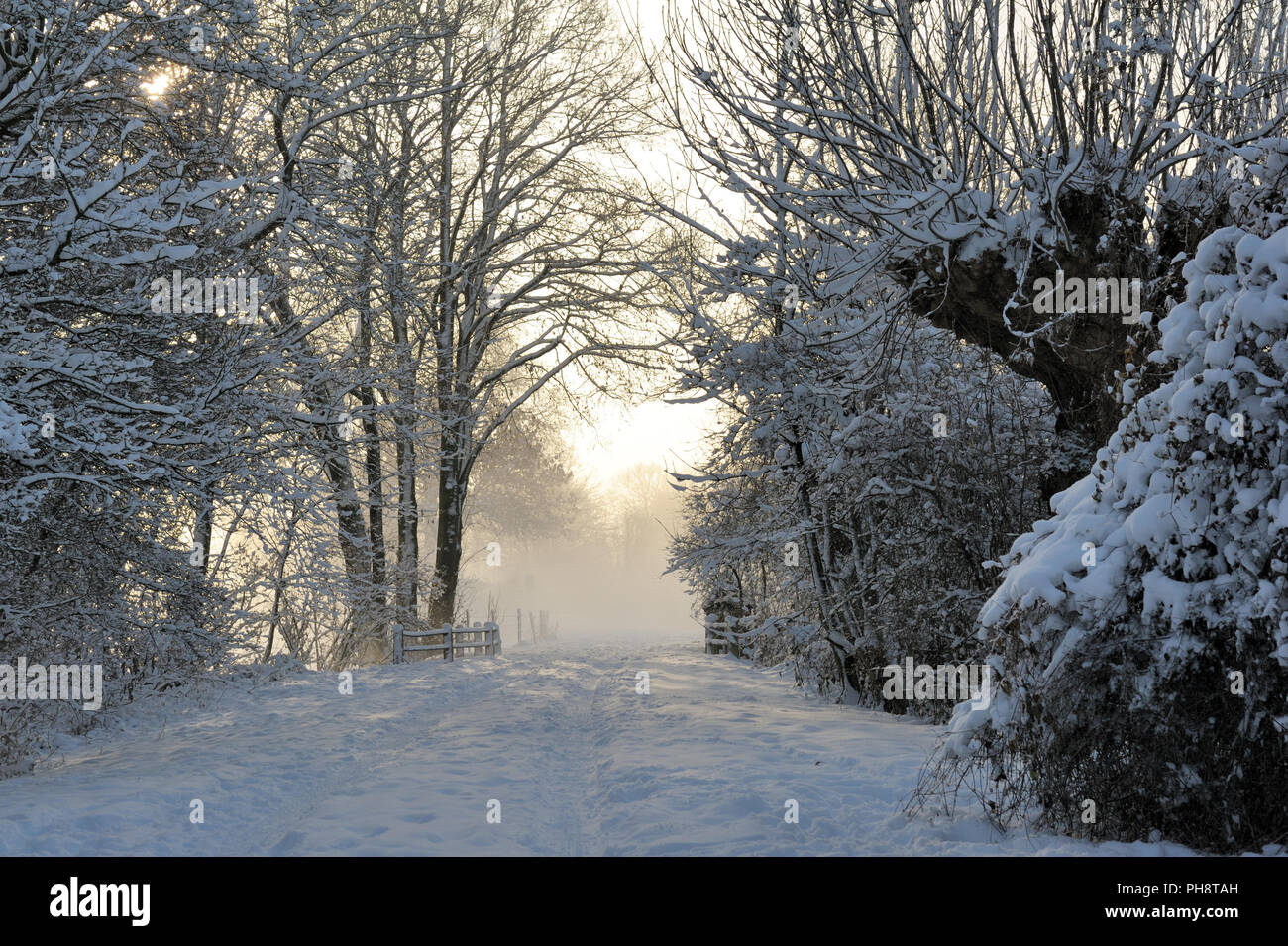 Trees with snow Stock Photo - Alamy