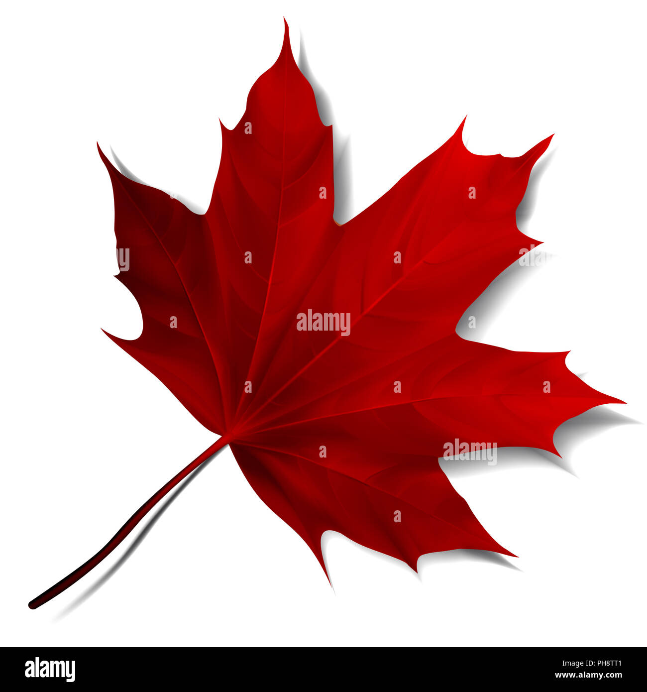 Realistic red maple leaf Stock Photo - Alamy