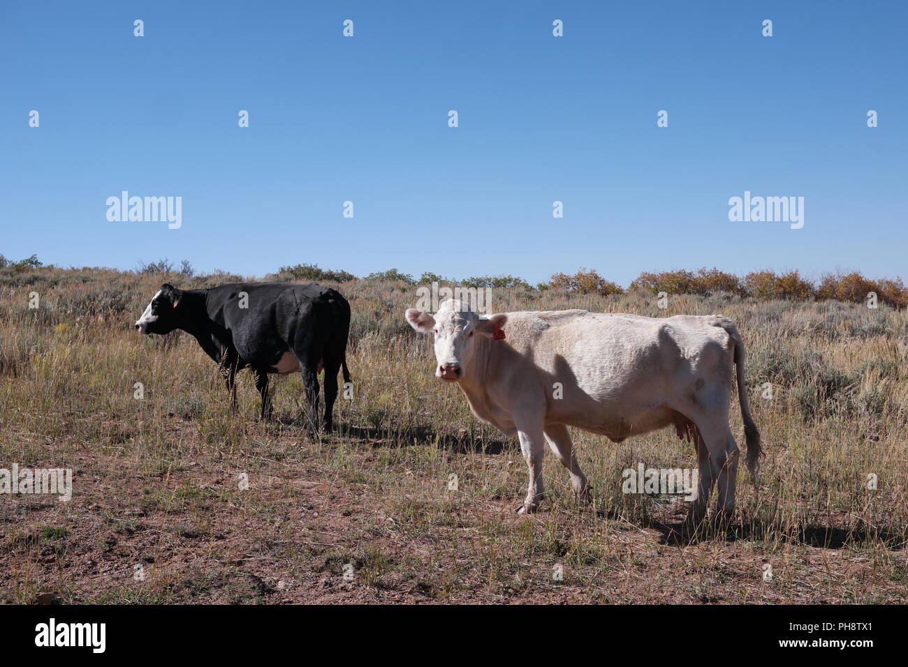 Two black cows grazing hi-res stock photography and images - Alamy