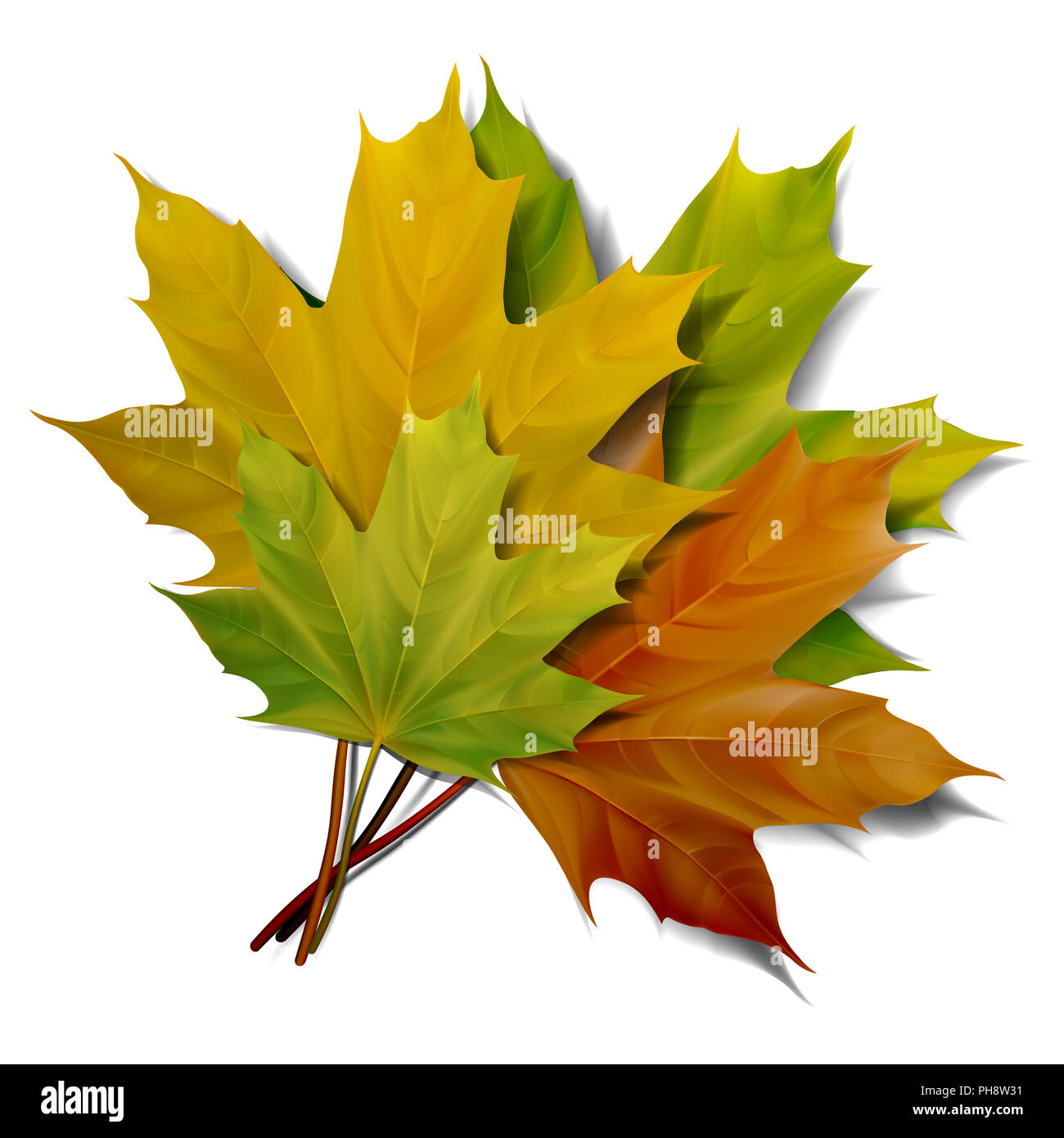 Realistic leaves hi-res stock photography and images - Alamy