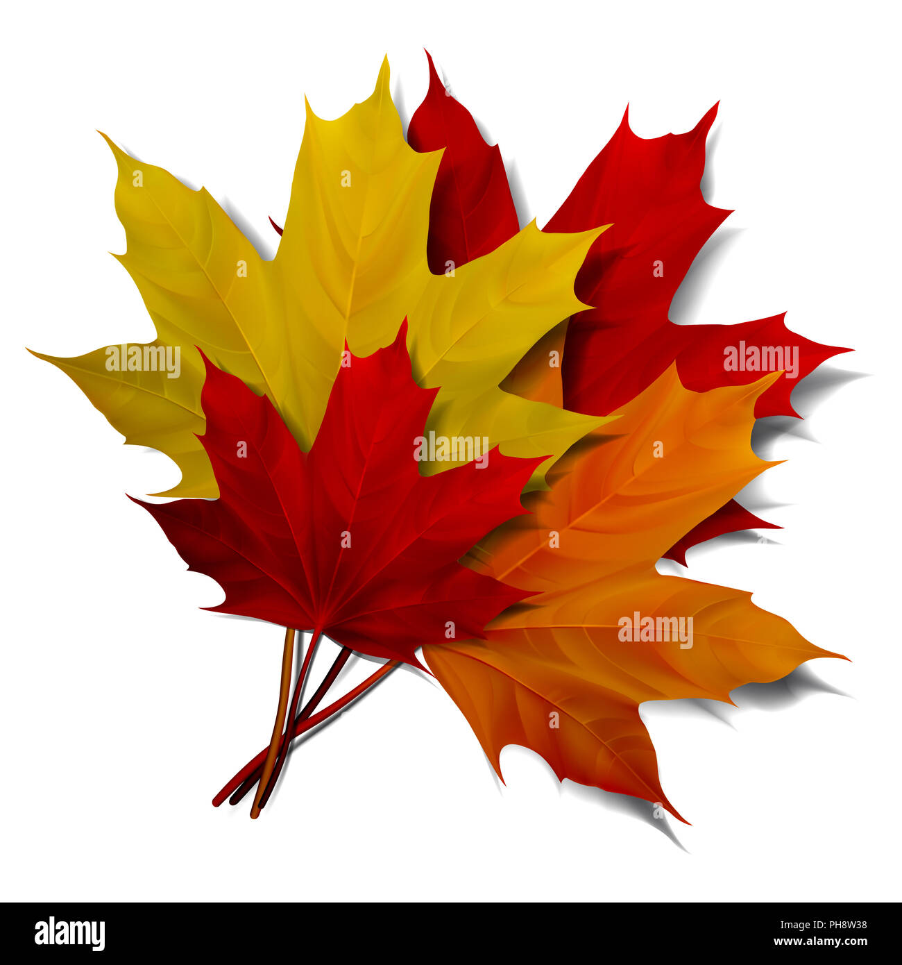 Realistic red maple leaf Stock Photo - Alamy