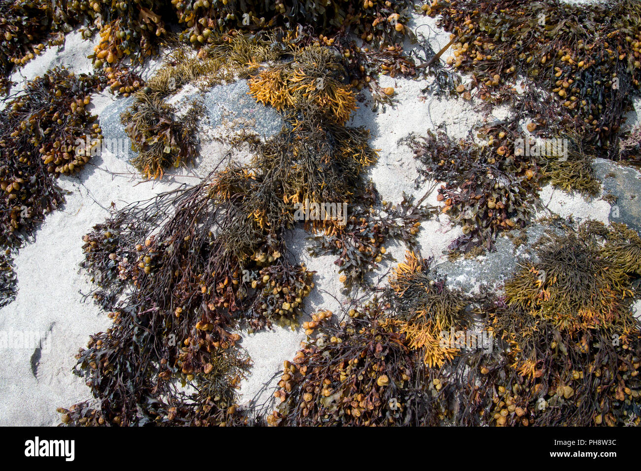 Seaweed on sandy beach hi-res stock photography and images - Alamy