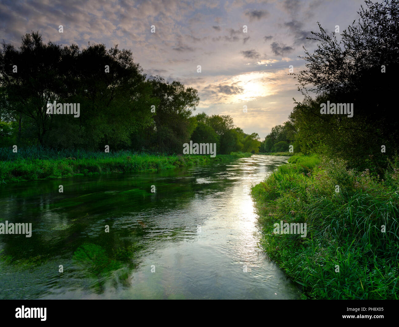 Summer evening golden light on the River Itchen - full of Water ...