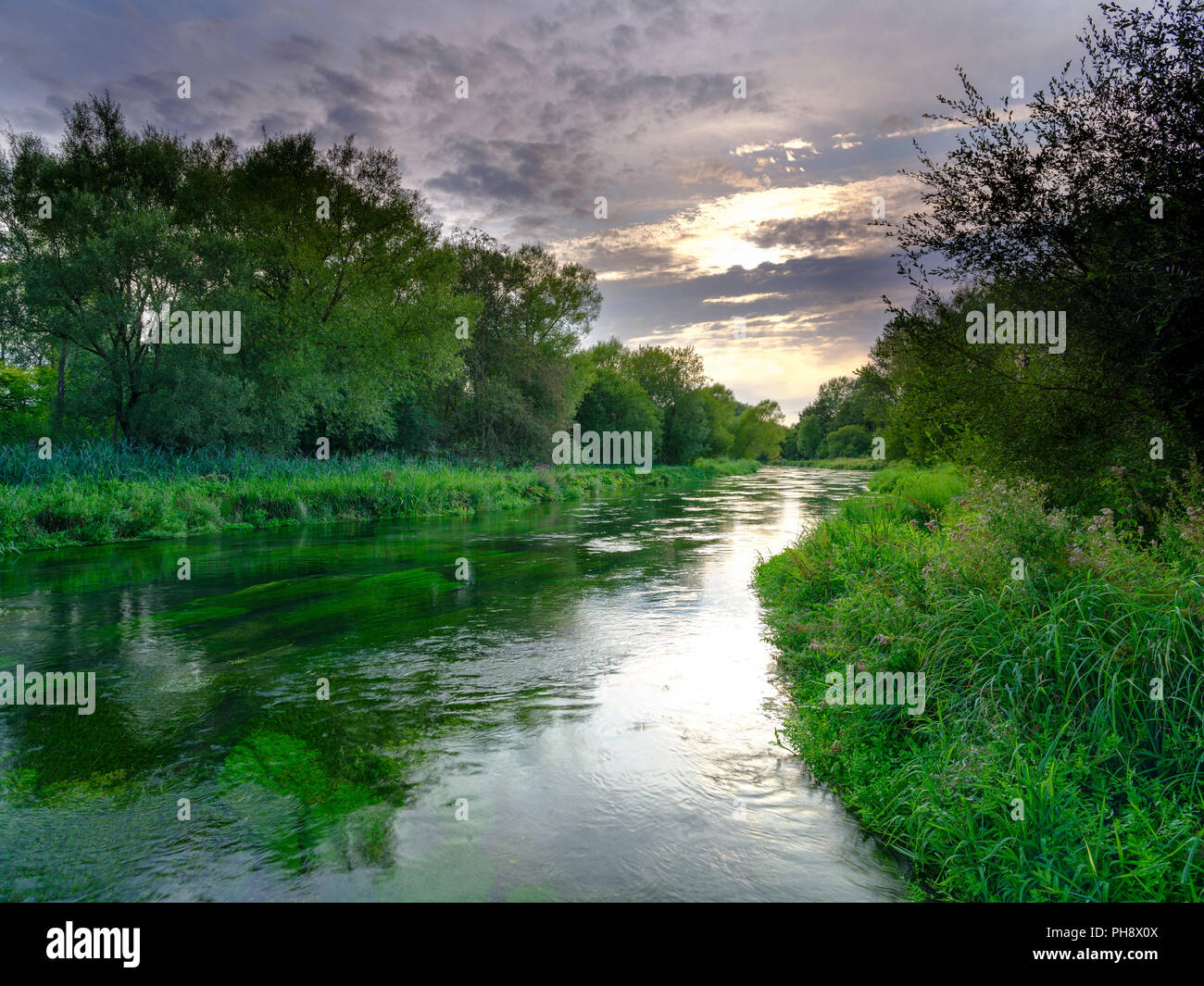 Summer evening golden light on the River Itchen - full of Water ...