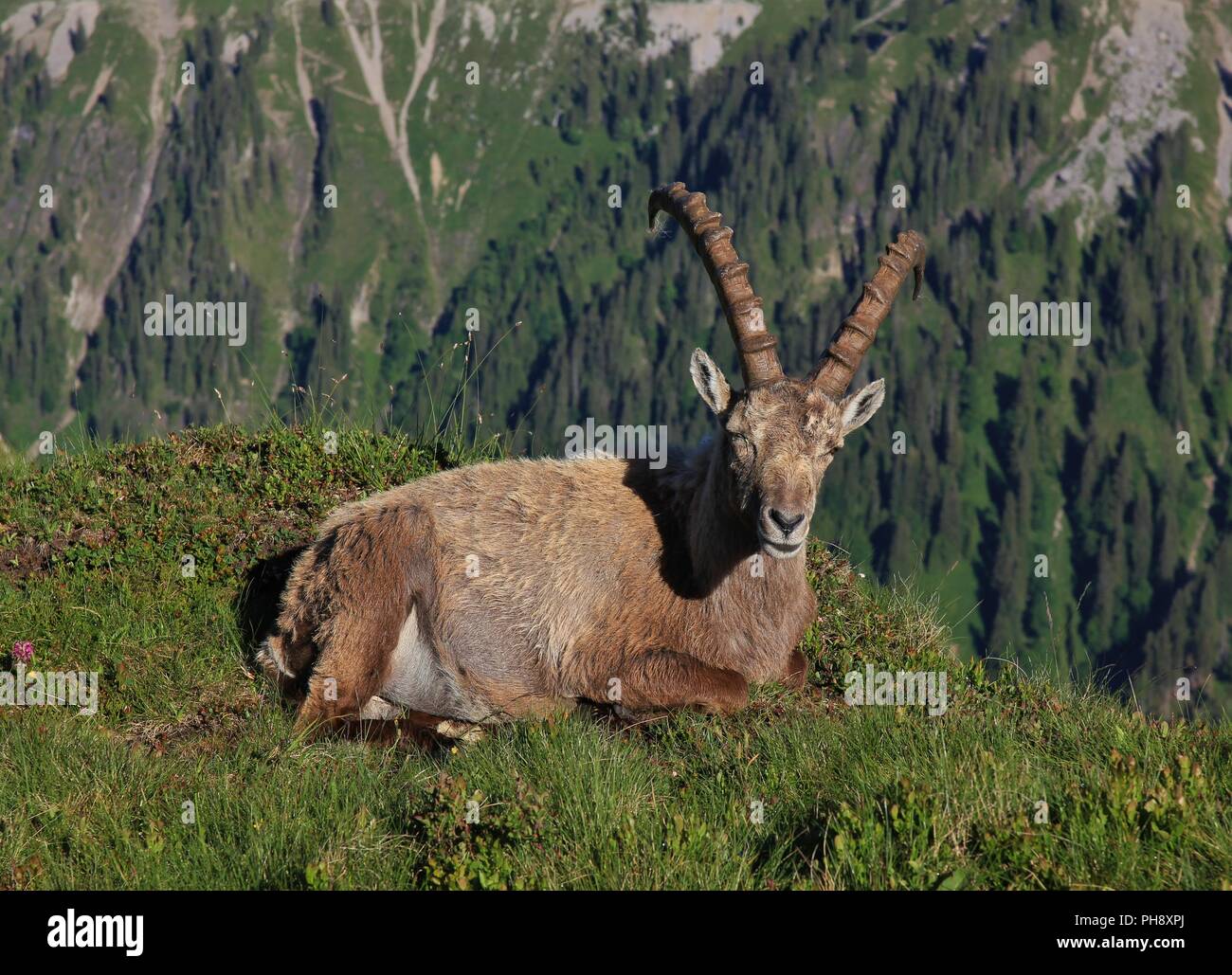 Ibex goat resting on hi-res stock photography and images - Alamy