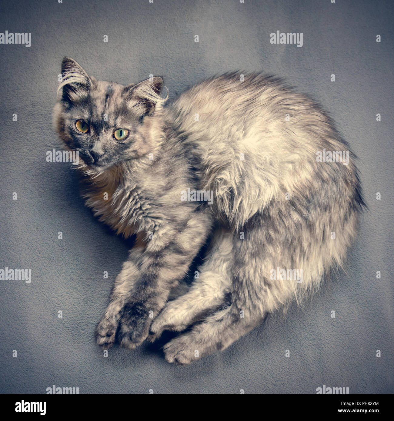 Curled up in a ball hi-res stock photography and images - Alamy