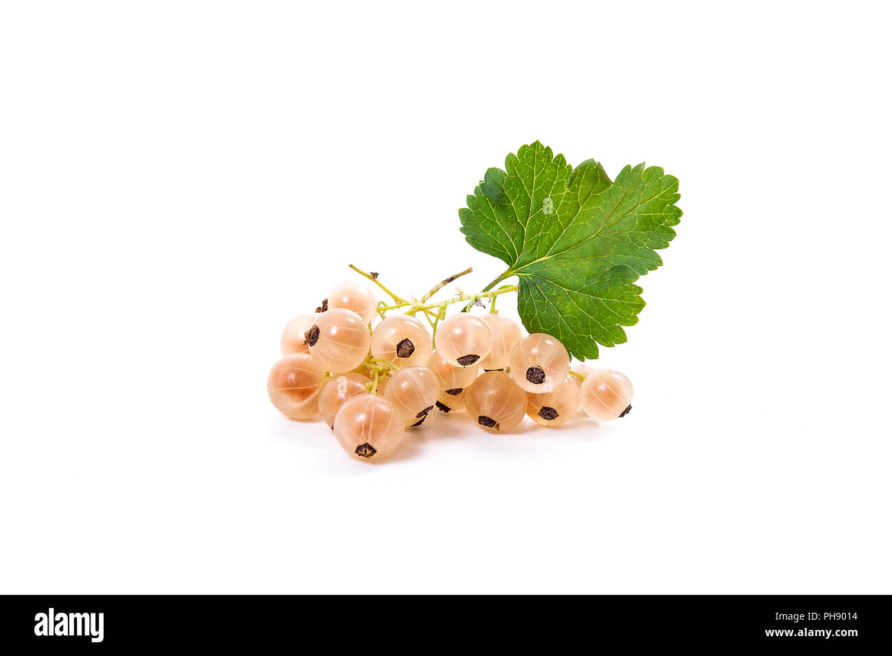 Close up view of white currant berry isolated on white background. A ...
