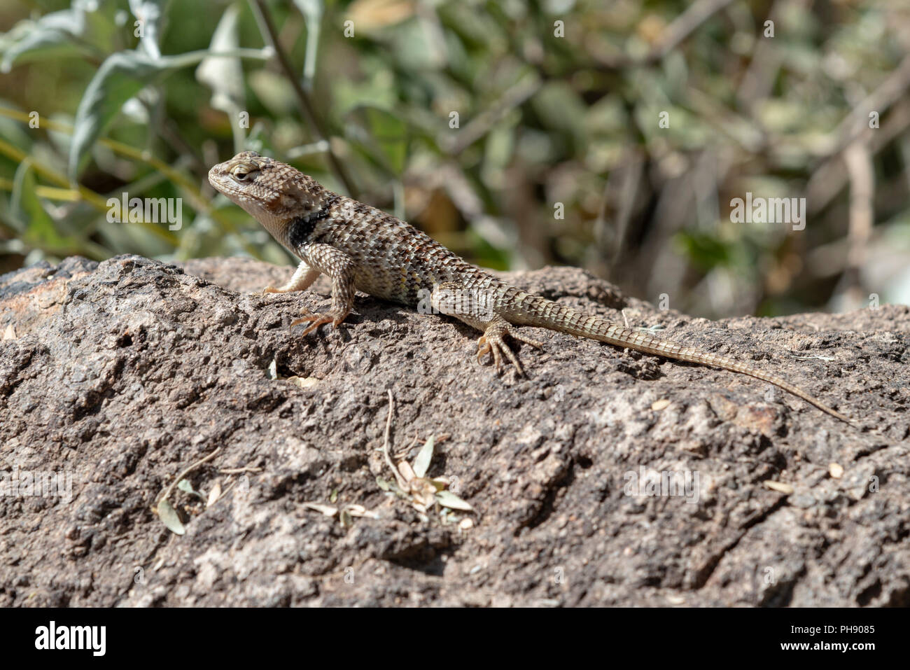 Closeup of a lizard setting on a large rock Stock Photo - Alamy