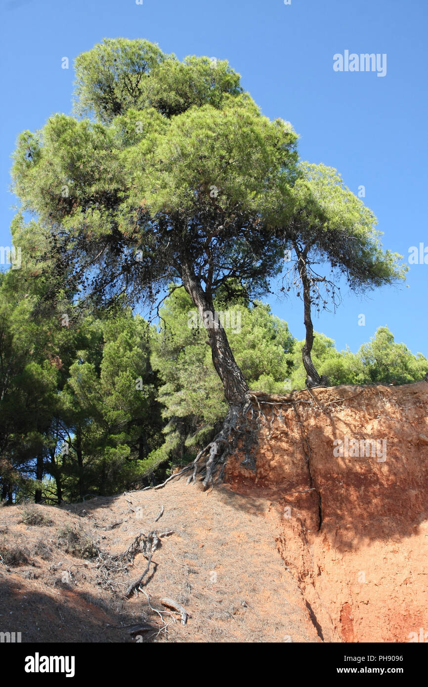 Tree roots rock hi-res stock photography and images - Alamy