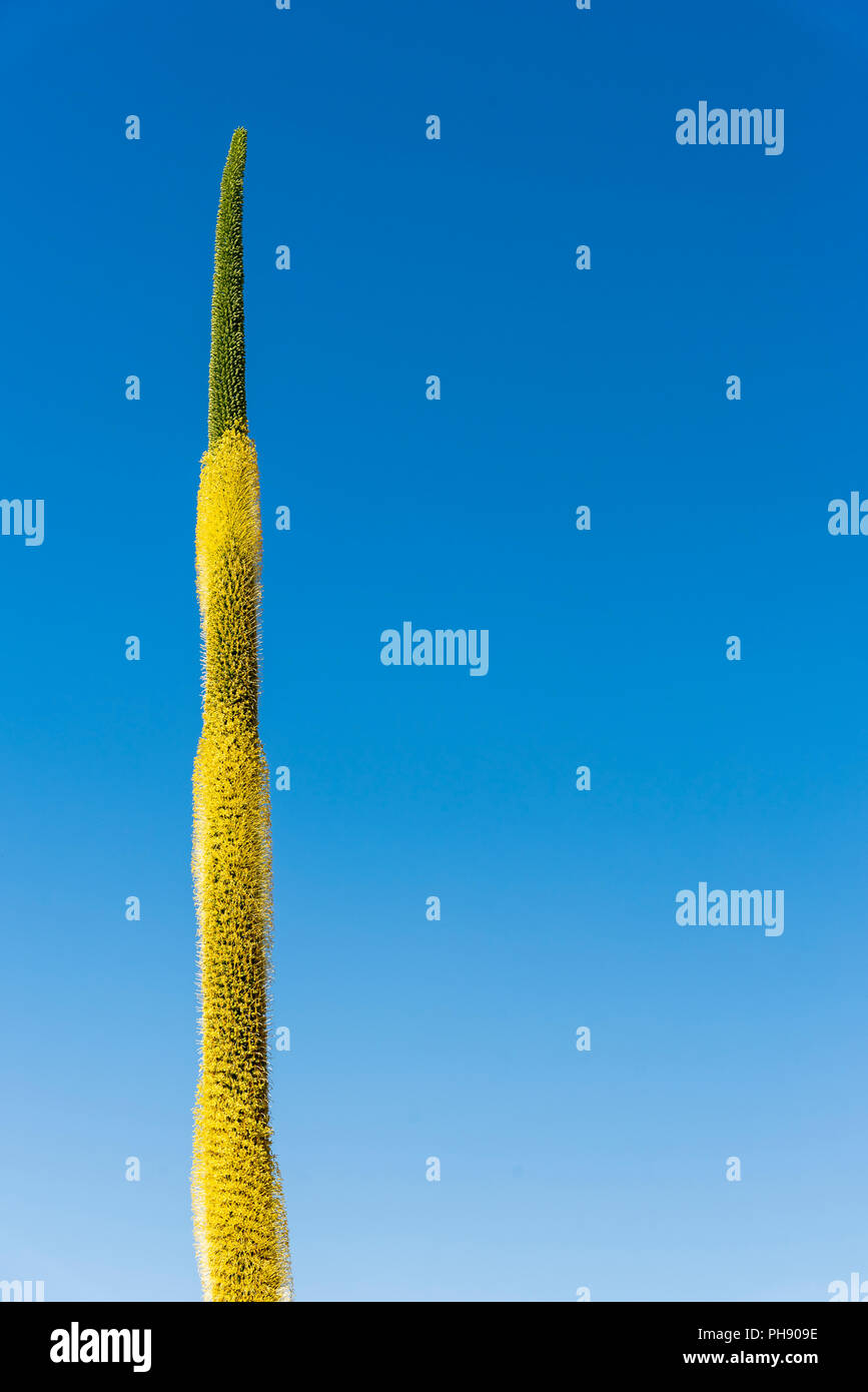 Tall cactus hi-res stock photography and images - Alamy