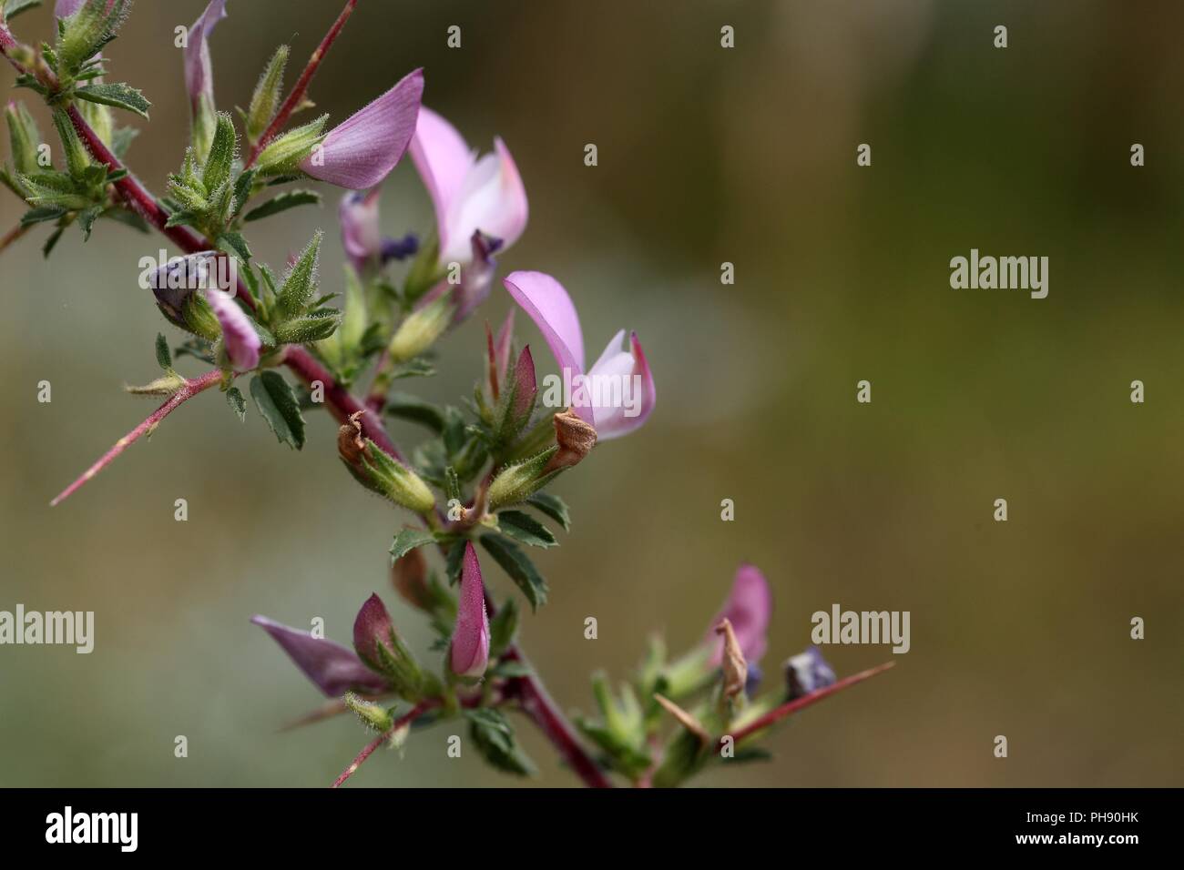 Spiny Restharrow High Resolution Stock Photography and Images - Alamy