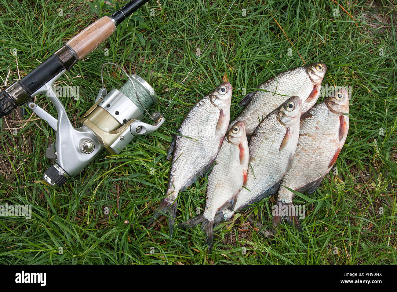 Just taken from the water freshwater fish white bream or silver fish known as blicca bjoerkna ...