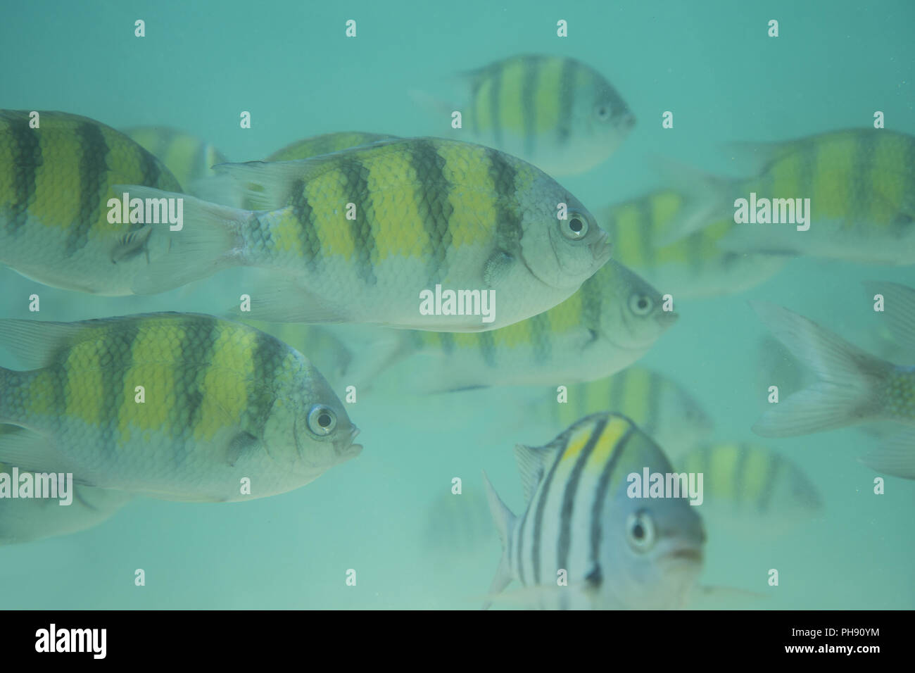 Underwater fish shoal Stock Photo - Alamy