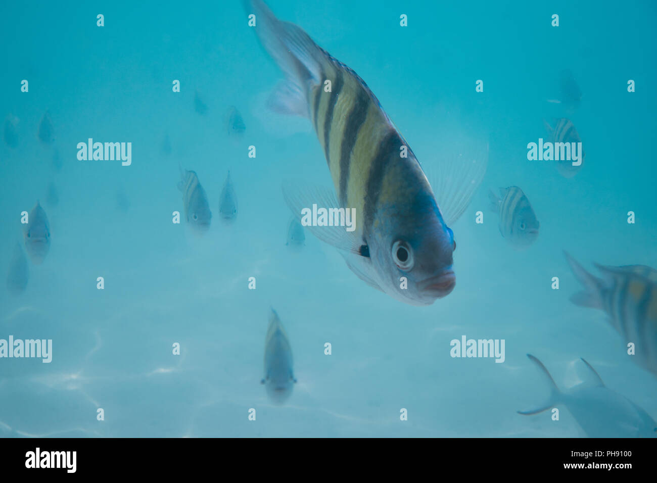 Underwater fish shoal Stock Photo - Alamy