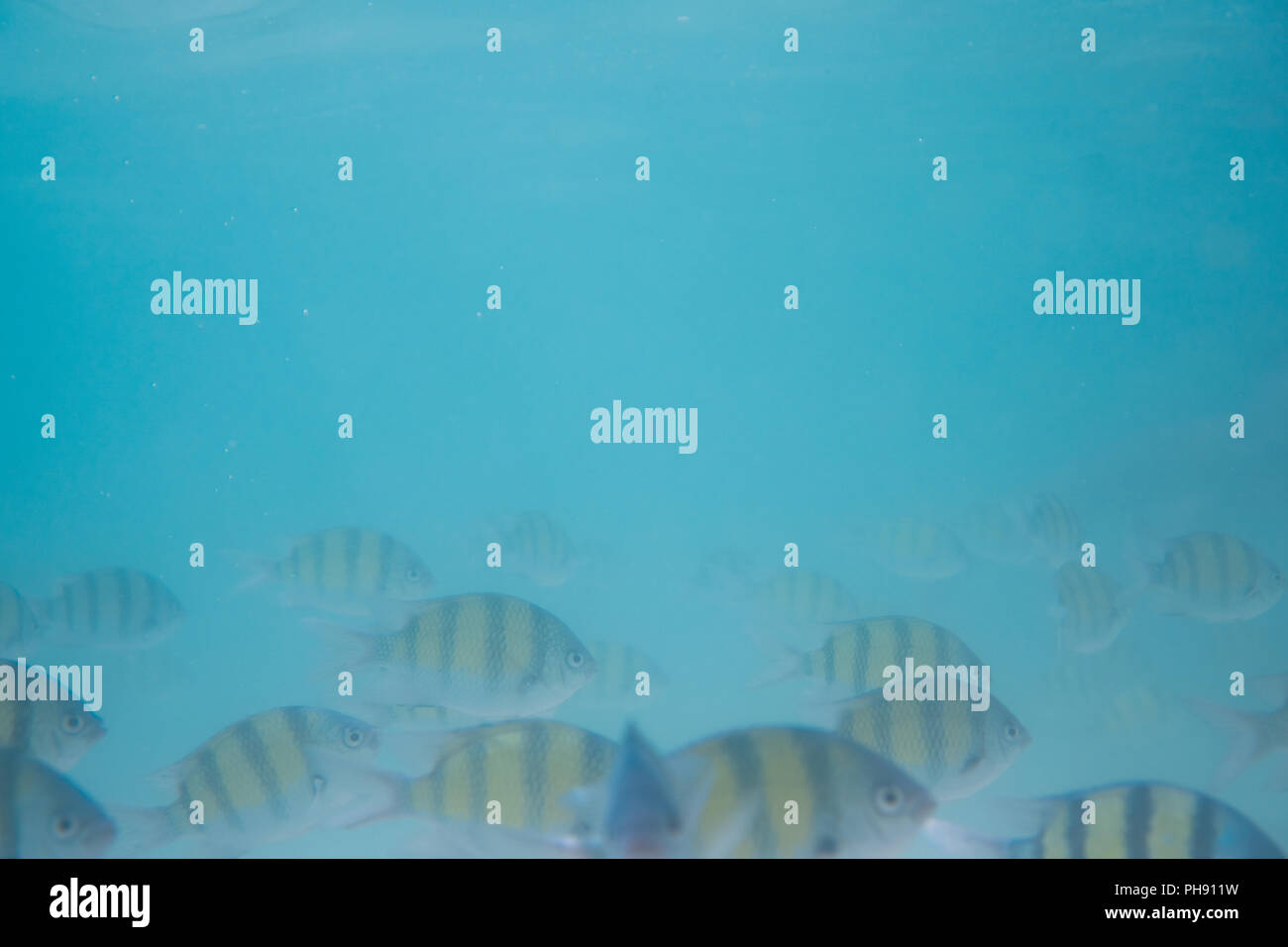 Underwater fish shoal Stock Photo - Alamy