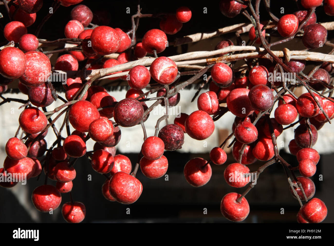 Close up of wild red berries Stock Photo - Alamy