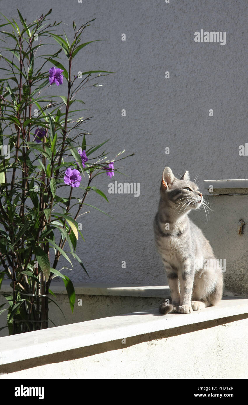Little domestic cat on the wall Stock Photo - Alamy