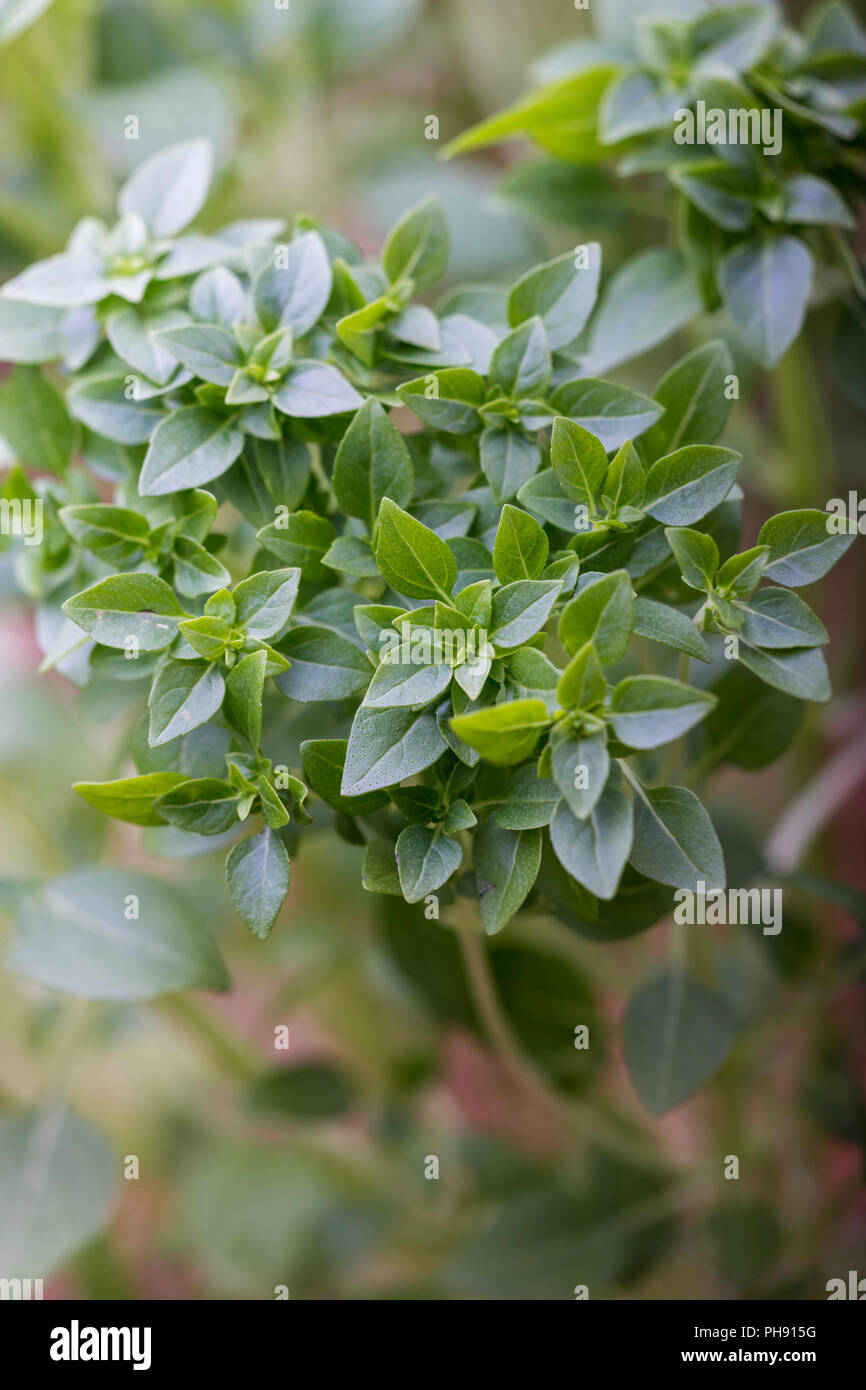 Small leaf basil hi-res stock photography and images - Alamy