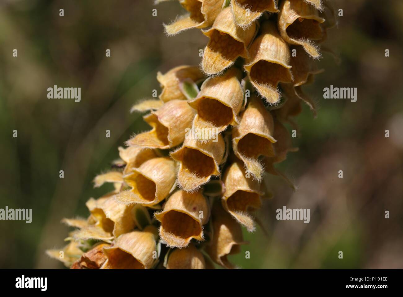 Digitalis ferruginea hi-res stock photography and images - Alamy