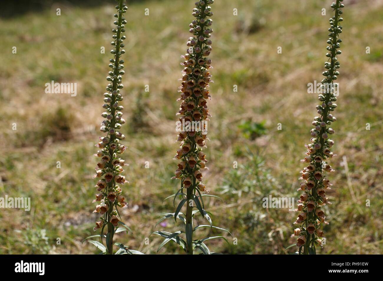 Rusty foxglove (Digitalis ferruginea Stock Photo - Alamy