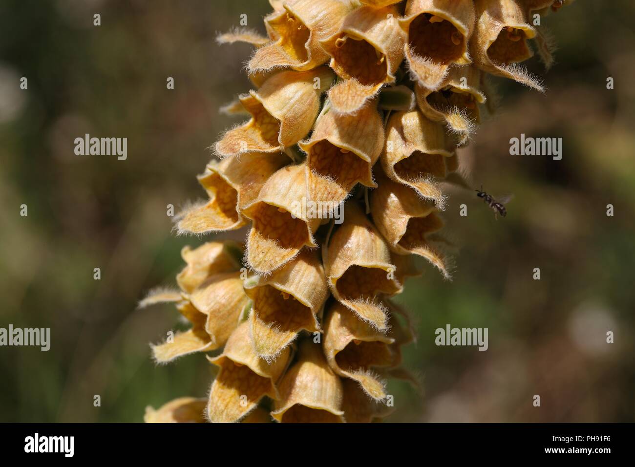 Digitalis ferruginea hi-res stock photography and images - Alamy