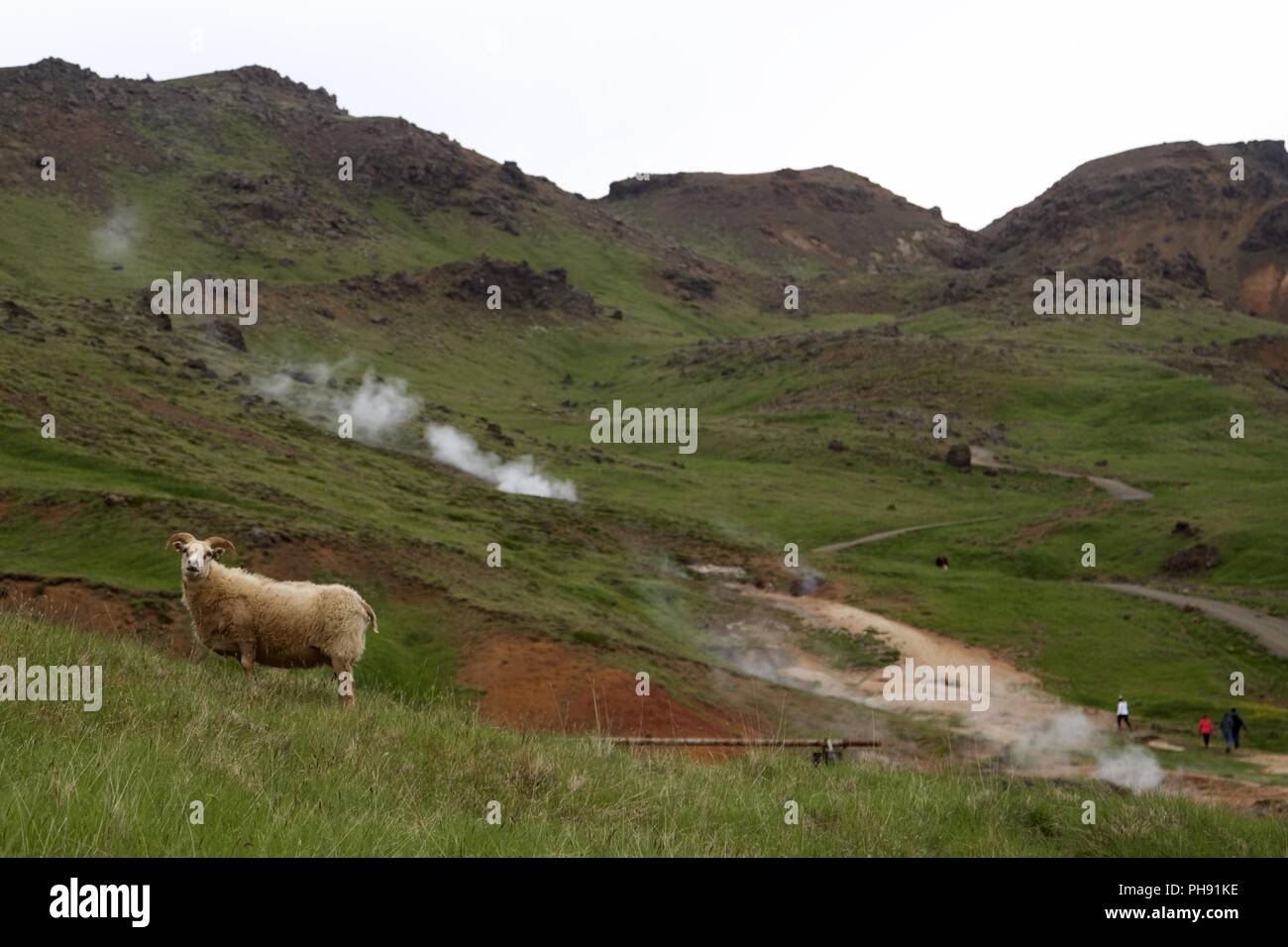 Bathing sheep hi-res stock photography and images - Alamy