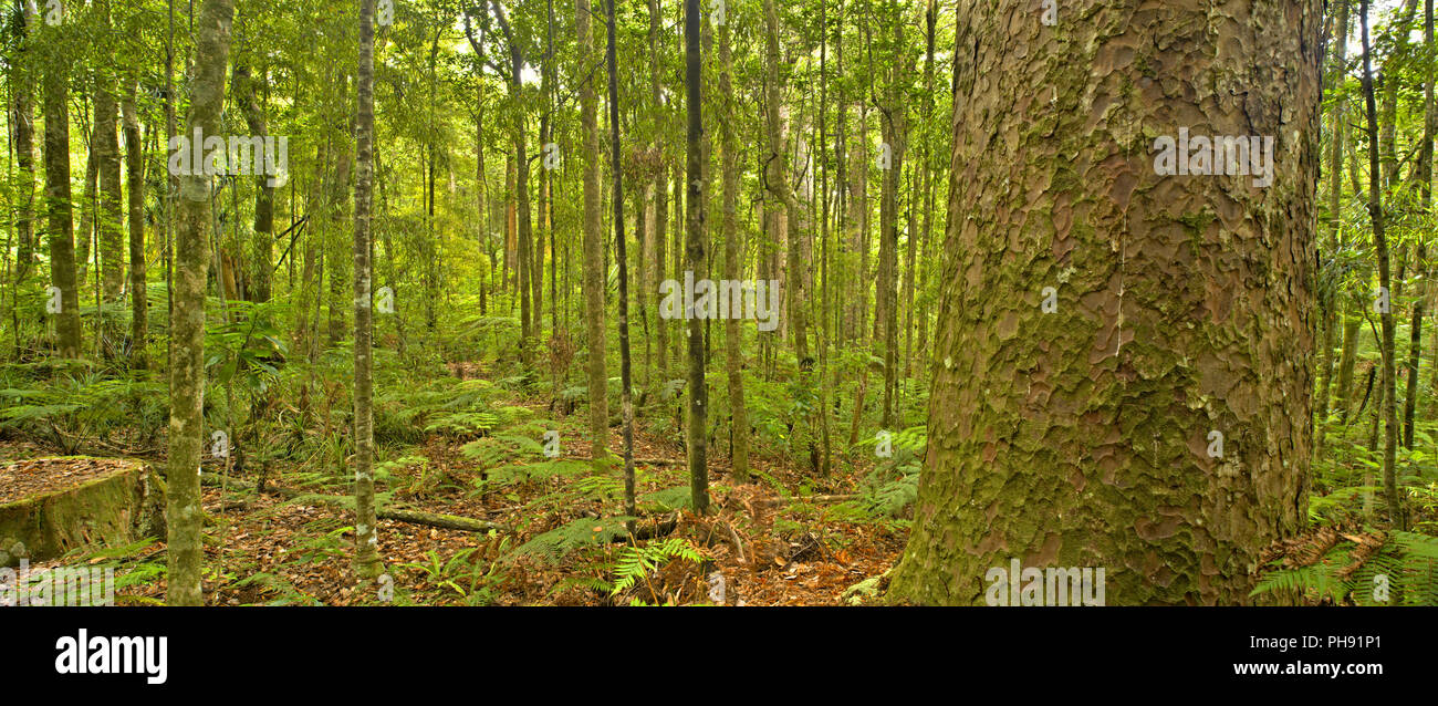 Trounson kauri park hi-res stock photography and images - Alamy