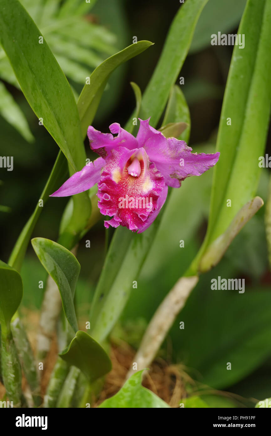 All colors of orchids hi-res stock photography and images - Alamy