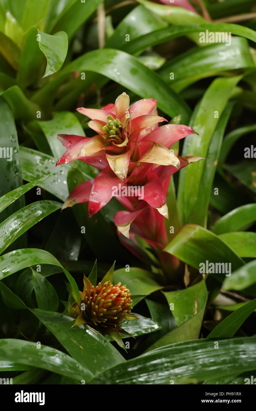 Bromelia hi-res stock photography and images - Alamy