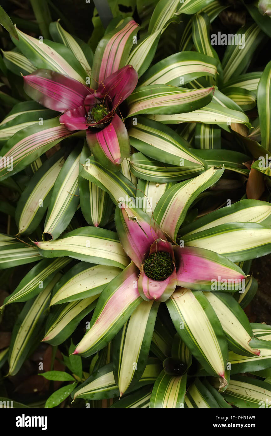 Pink bromelia flower hi-res stock photography and images - Alamy