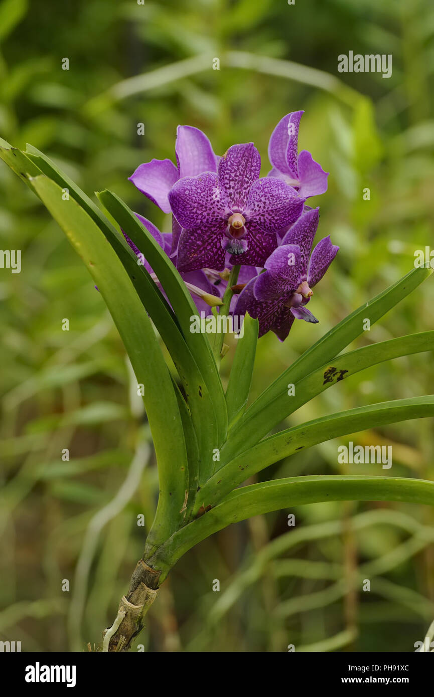 All colors of orchids hi-res stock photography and images - Alamy
