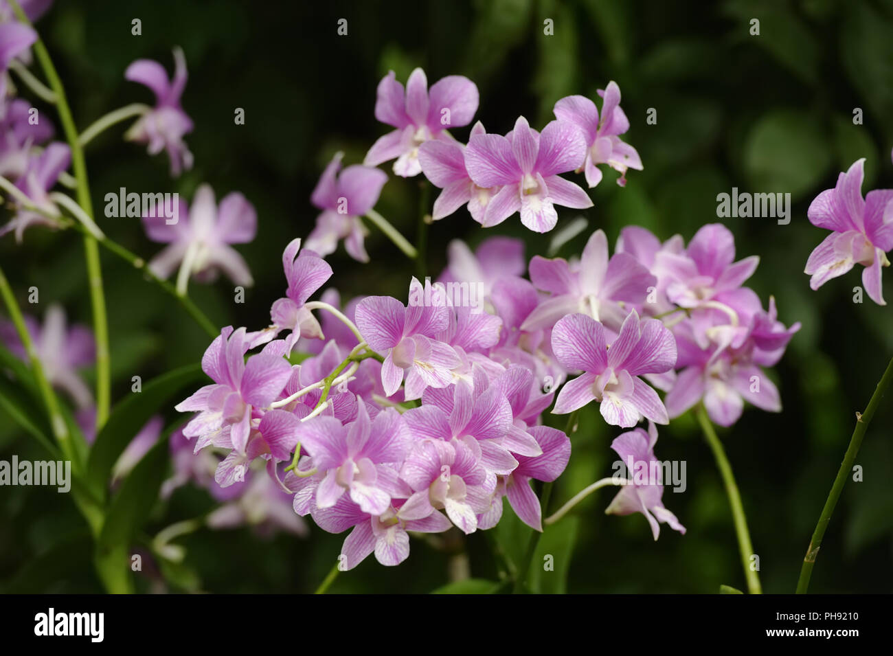 All colors of orchids hi-res stock photography and images - Alamy