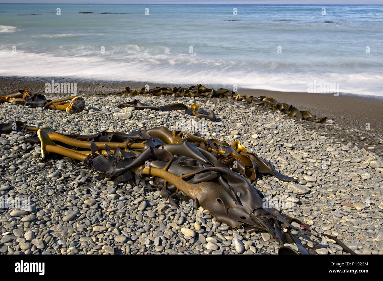 Kelp on beach hi-res stock photography and images - Alamy