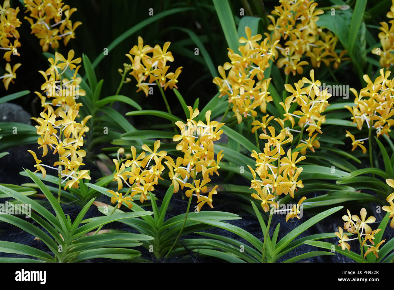 All colors of orchids hi-res stock photography and images - Alamy