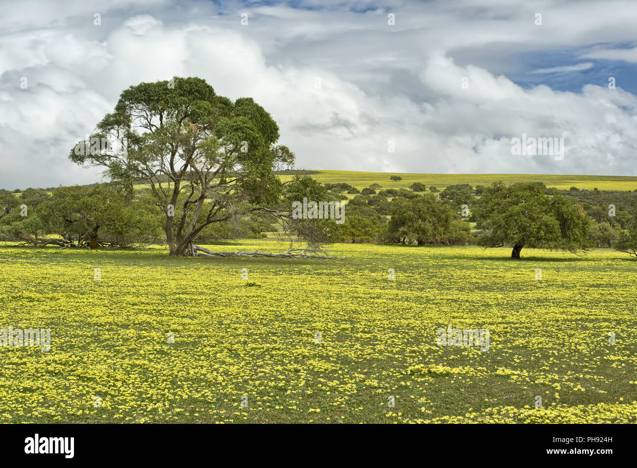 Lesueur national park western hi-res stock photography and images - Alamy