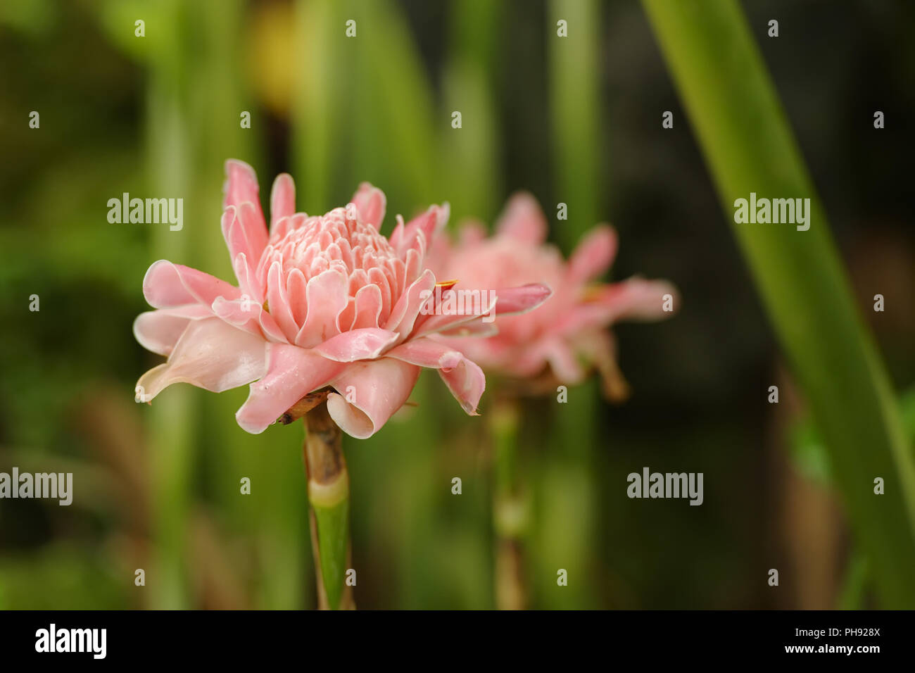 Pink ginger hi-res stock photography and images - Alamy