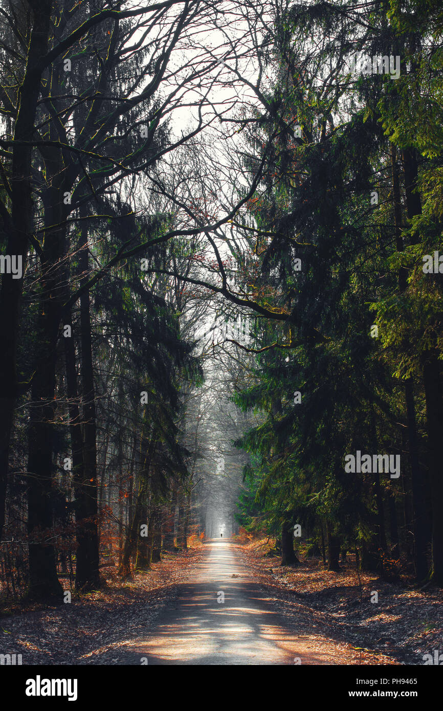 Forest path in Taunus region, Hesse, Germany Stock Photo - Alamy