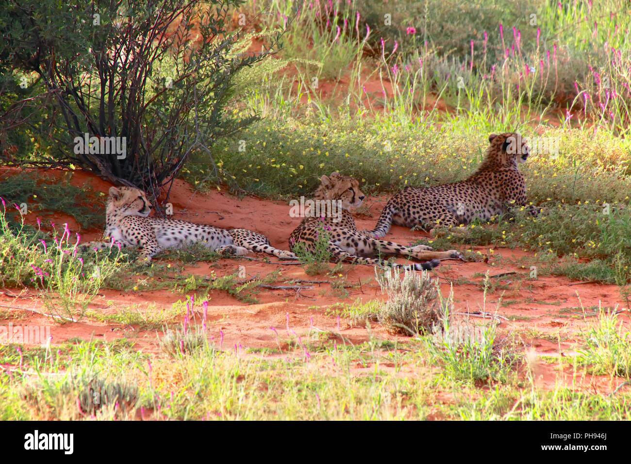 three cheetah at kgalagadi transfrontier park south africa Stock Photo ...