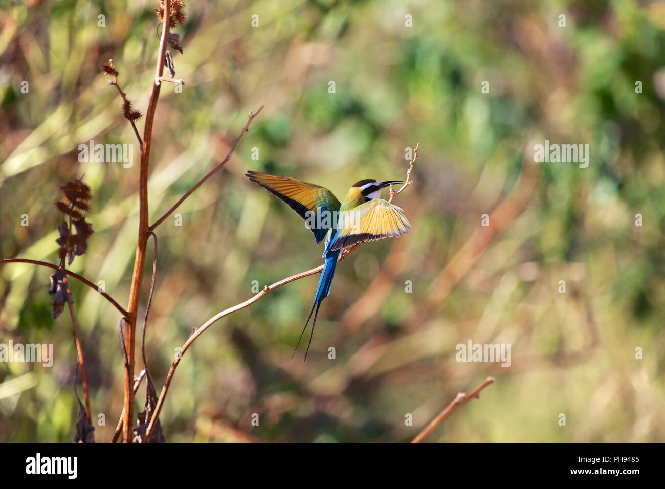 Bee eater image hi-res stock photography and images - Alamy