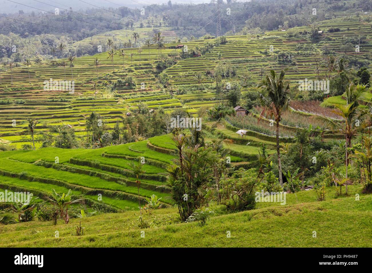 beautiful rice paddies at bali indonesia Stock Photo - Alamy