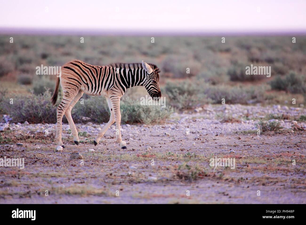 Young zebra lying hi-res stock photography and images - Alamy