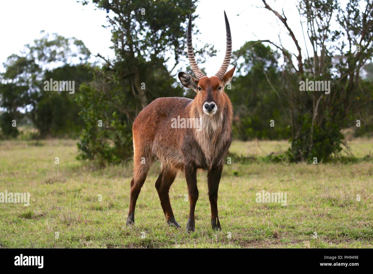 waterbuck at the masai mara national park kenya Stock Photo - Alamy