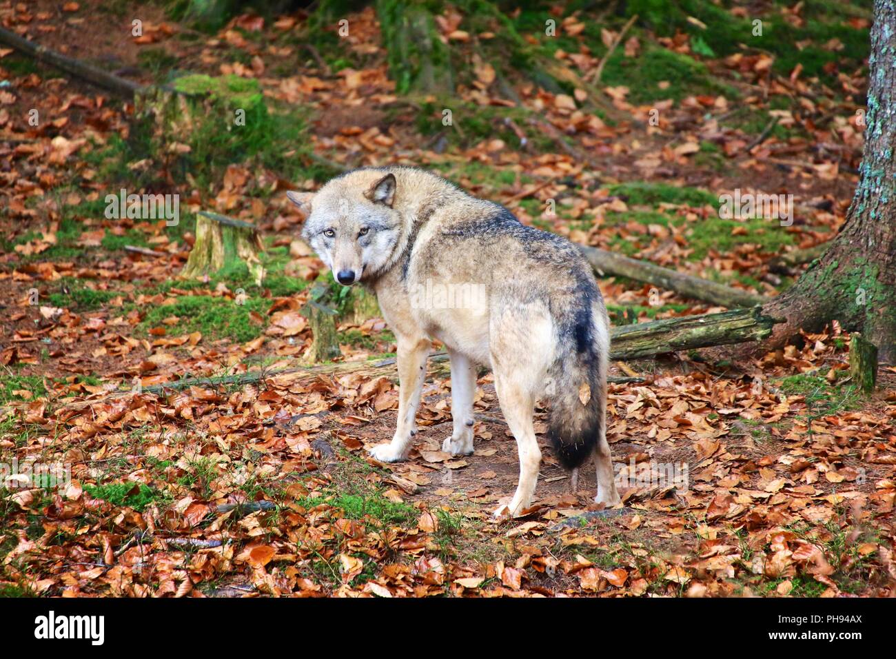 wolf at bavarian forest national park germany Stock Photo - Alamy