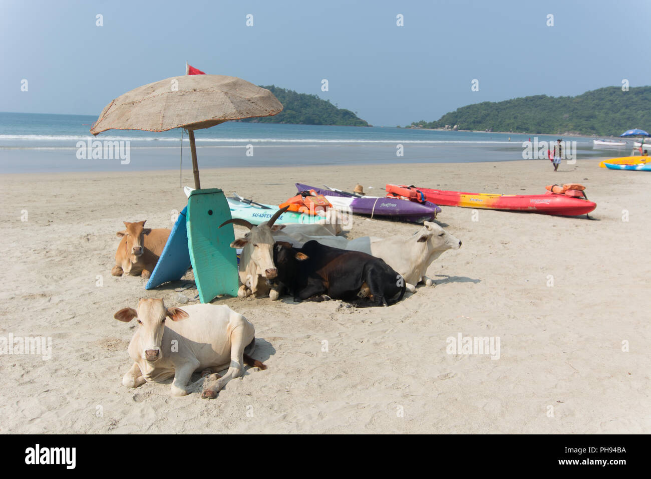 Goa, India - July 8, 2018 - Cows on the beach of Palolem - Goa Stock ...