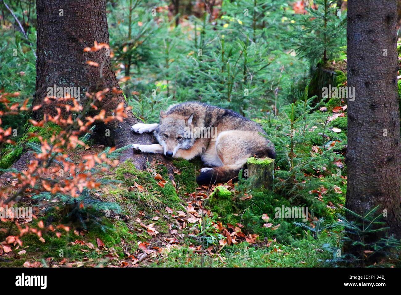 wolf at bavarian forest national park germany Stock Photo - Alamy