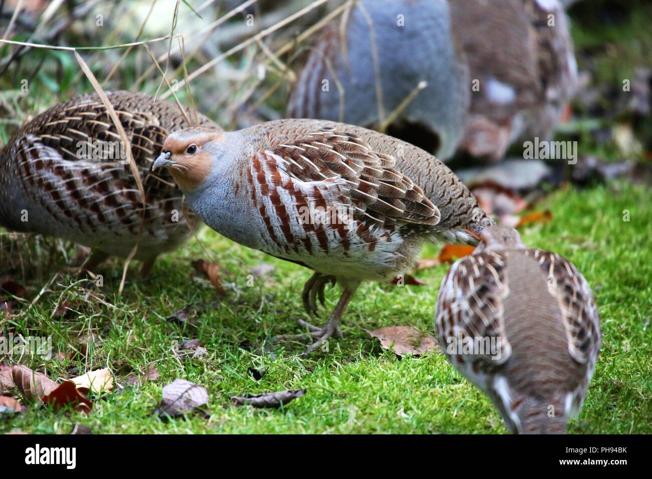 grey partridge at the bavarian forest national park Stock Photo - Alamy