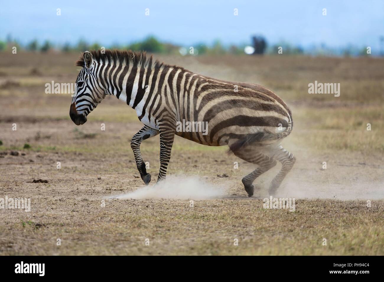 Zebra kenya mara migration hi-res stock photography and images - Alamy